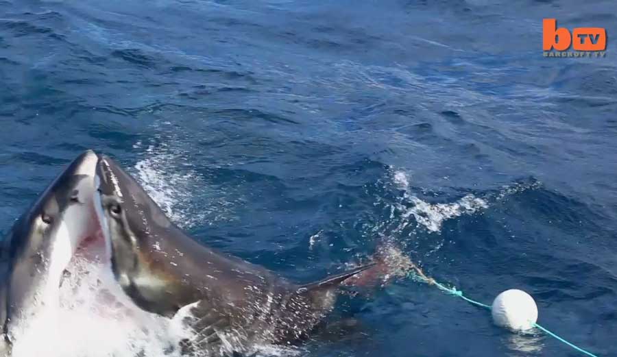 Giant Great White Attacks Other Great White | The Inertia