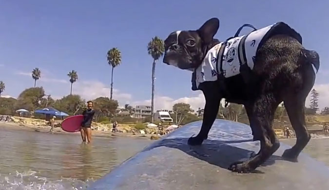 Insanely Cute French Bulldog Puppy Goes Surfing | The Inertia