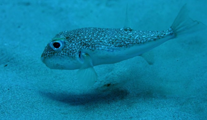 See Which Sea Creature Creates These Underwater Crop Circles | The Inertia