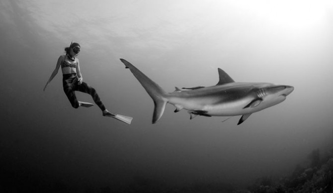 4 Ways That Science Can Help You Overcome Your Fear of Sharks | The Inertia