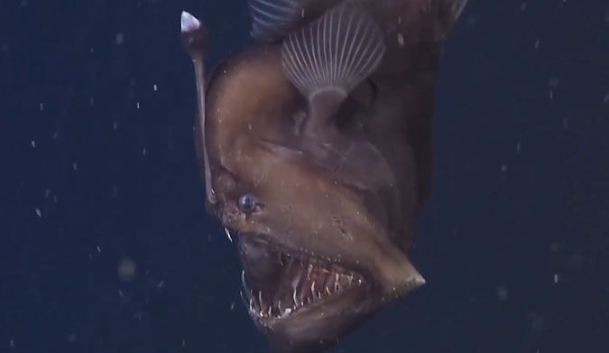 First-Ever Footage Captured of Elusive Black Sea Devil Fish | The Inertia