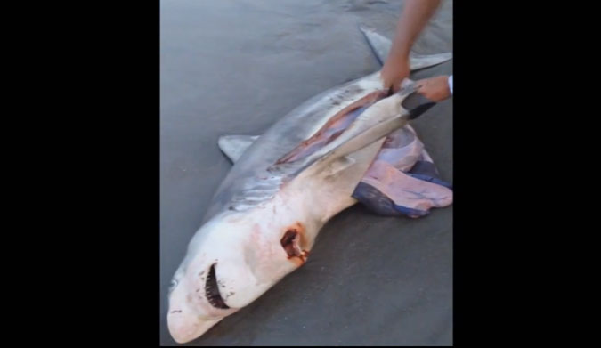 Man Delivers Three Live Baby Sharks From Dead Mother | The Inertia