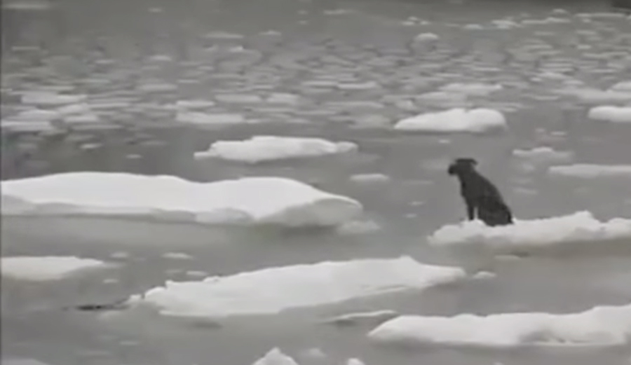 Dog & Friends Stuck on Iceberg Saved by Local Shipping Crew | The Inertia