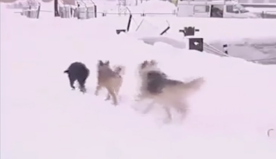 Dog & Friends Stuck on Iceberg Saved by Local Shipping Crew | The Inertia