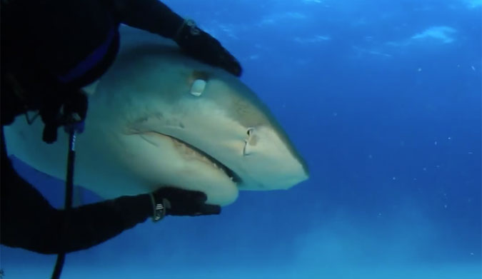A Large Tiger Shark Like You've Never Seen Before | The Inertia