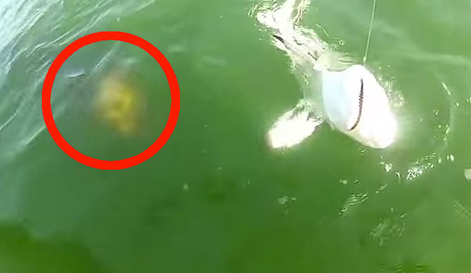 Goliath Grouper Devours Shark | The Inertia