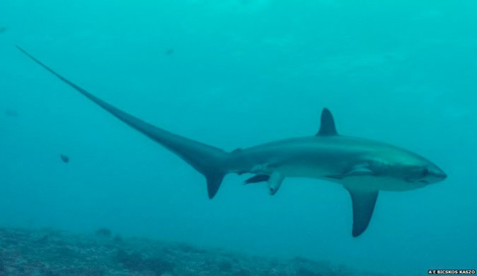 This is the First Photo Ever Taken of Thresher Shark Giving Birth ...