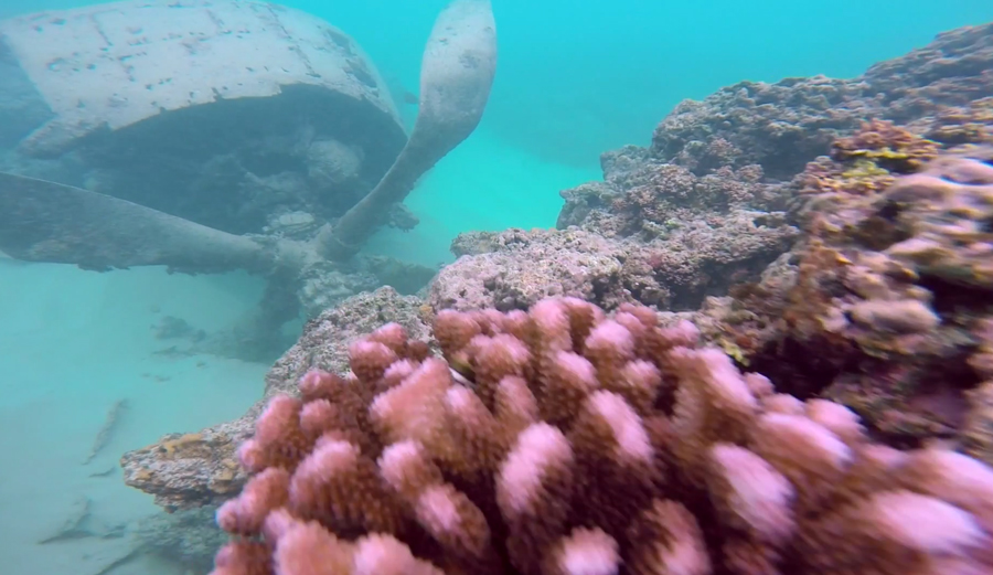 This is the Weirdest, Coolest Freediving Video You've Ever Seen | The ...