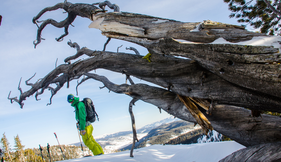 The Art of Skinning, Part 1: An Education | The Inertia