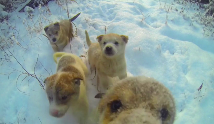 Sled Dogs-to-Be Are Cuter Than a Harbor Seal Hugging an Otter Pup | The ...