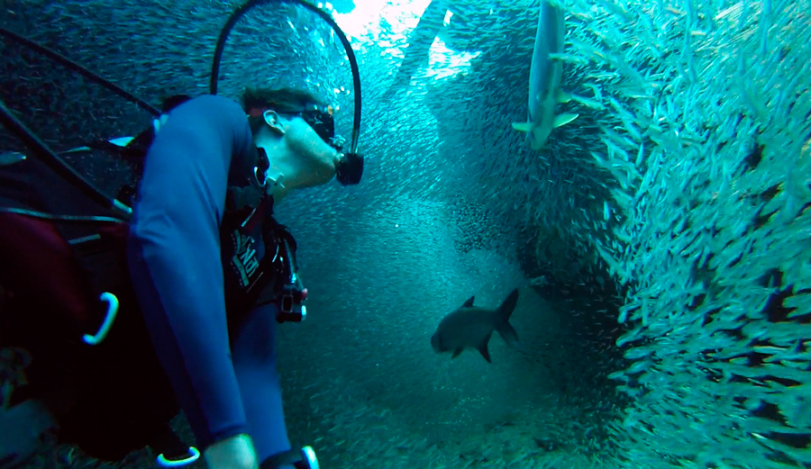 1 Million Fish. This Is What Swimming With 1 Million Fish Looks Like ...