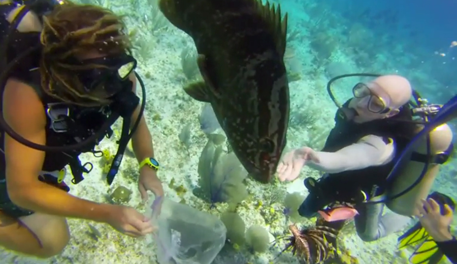 This Grouper Is Basically a Really Hungry & Playful Dog | The Inertia