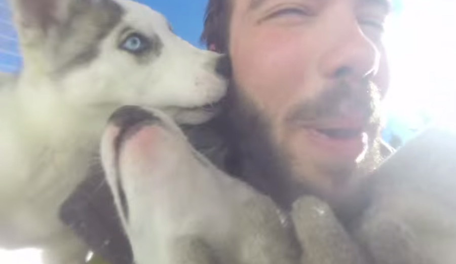 9 Husky Puppies Attack! (And It Is the Best Thing Ever.) | The Inertia