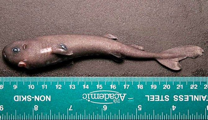 Discovery of Tiniest Shark for the Second Time | The Inertia