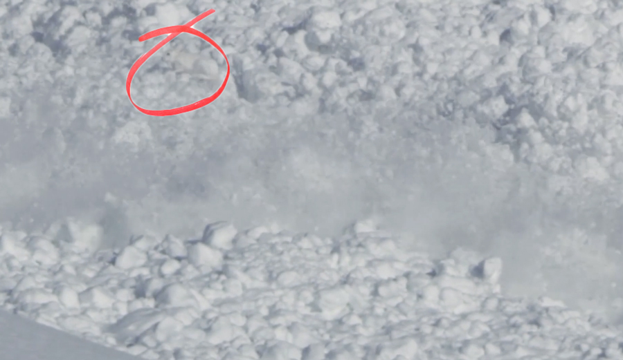 Rabbit Outruns Avalanche In Amazing Display Of Animal Athleticism The