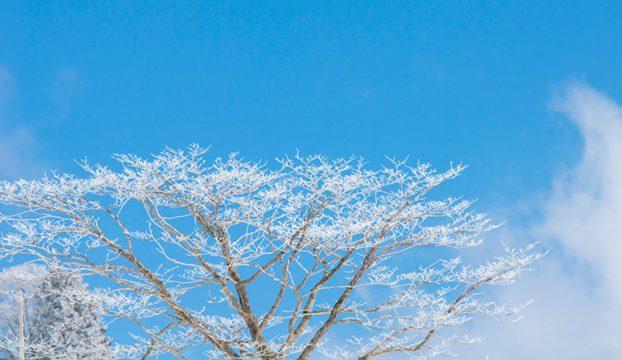 Mastering the Japanese Art of Learning: Neck Deep in Snow | The Inertia