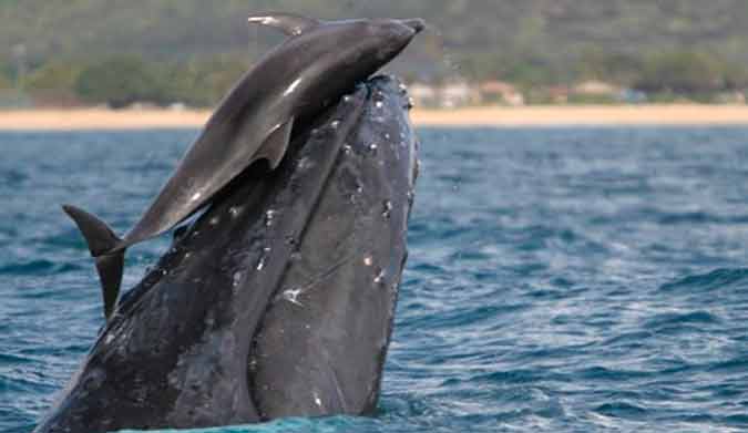 Dolphins and Whales Play Together in Hawaii | The Inertia
