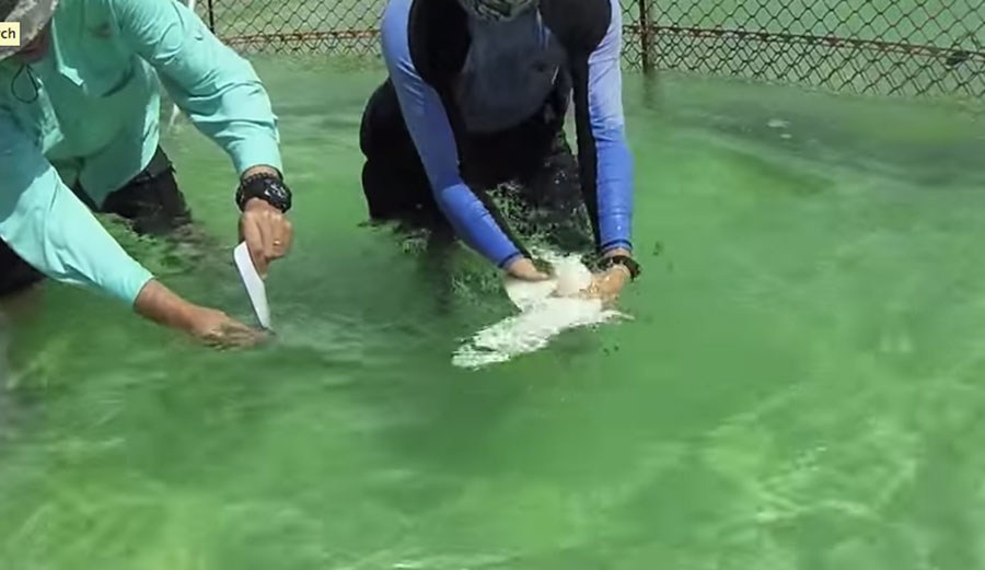 Check Out This Simple Shark Repellent In Action | The Inertia