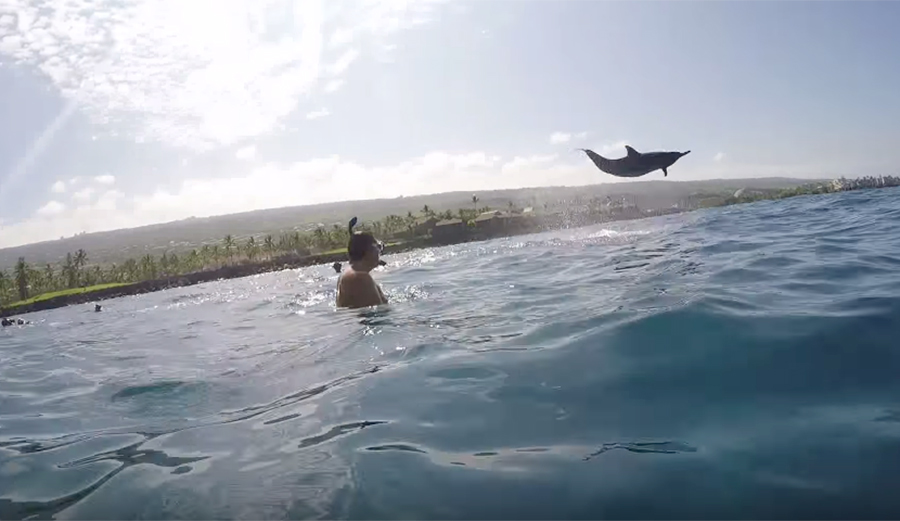 Amazing Dolphin Performs Triple Barrel Rolls for Snorkelers | The Inertia
