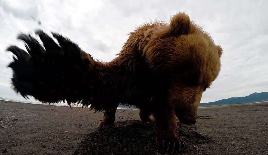 This is What It Looks Like to Get Slapped By a Grizzly Bear | The Inertia