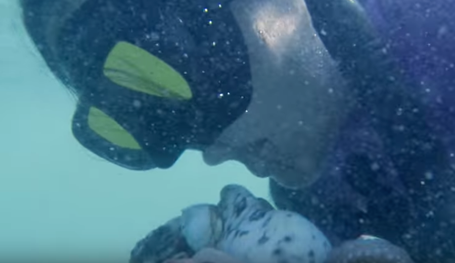 Watch a Beautiful Woman Bite the Brains Out of an Octopus (In the Most ...