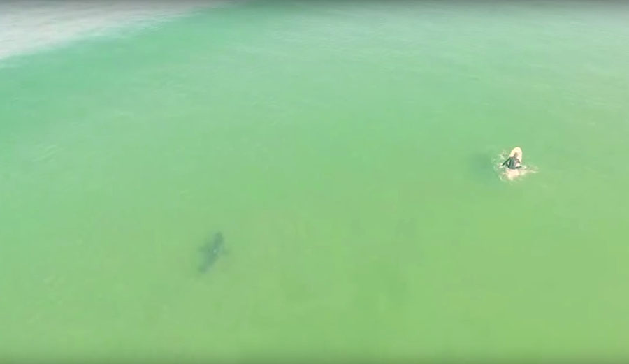 This Drone Footage Should Help Calm Your Fear of Sharks | The Inertia