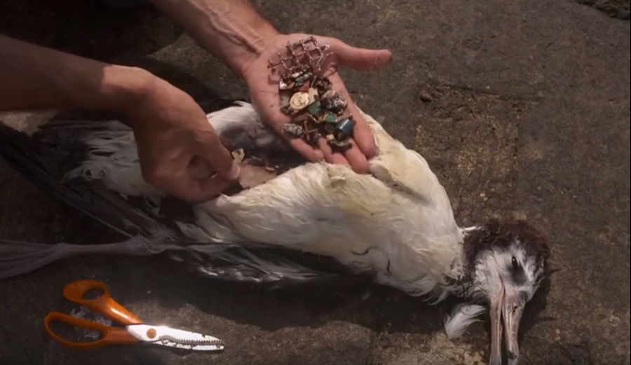 Scientists Predict 99% of Seabirds Will Eat Plastic by 2050 | The Inertia