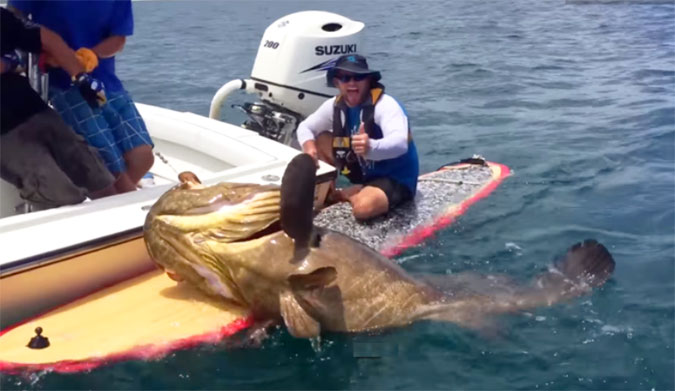 Fisherman Reels in Massive 412-Pound Goliath Grouper... On a SUP! | The ...