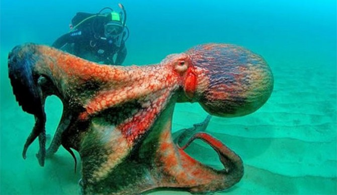 A Group of Scientists Claim Octopuses Might be Aliens After Studying ...