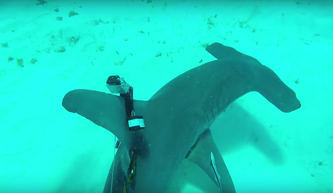 This is the Gnarliest GoPro Mount We’ve Ever Seen in Action | The Inertia