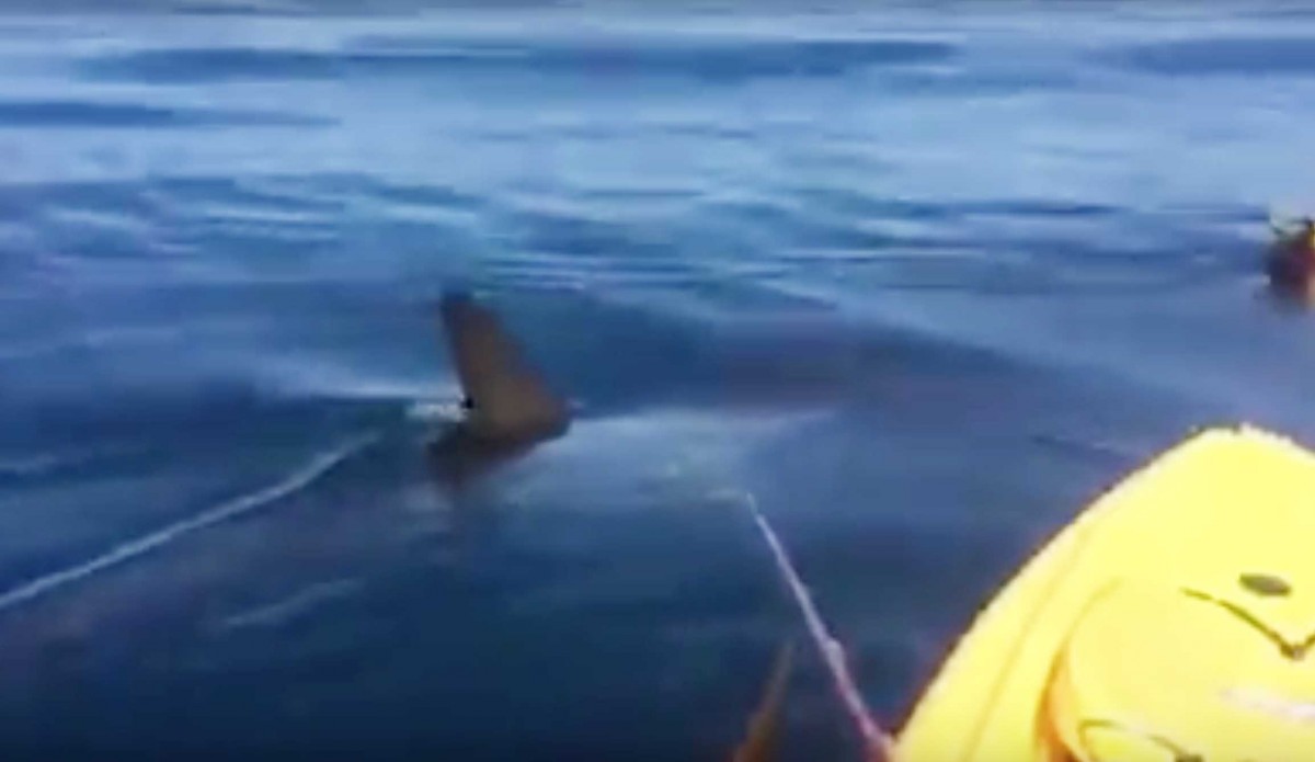 Two Hammerhead Encounters Whip San Diego Beaches into Frenzy | The Inertia