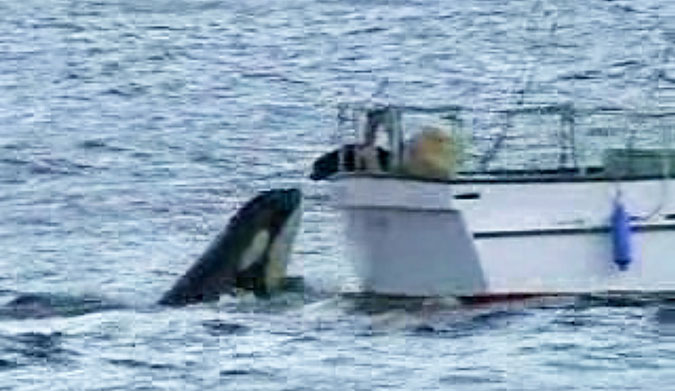 Watch Luna the Orca Getting Friendly with a Dog | The Inertia