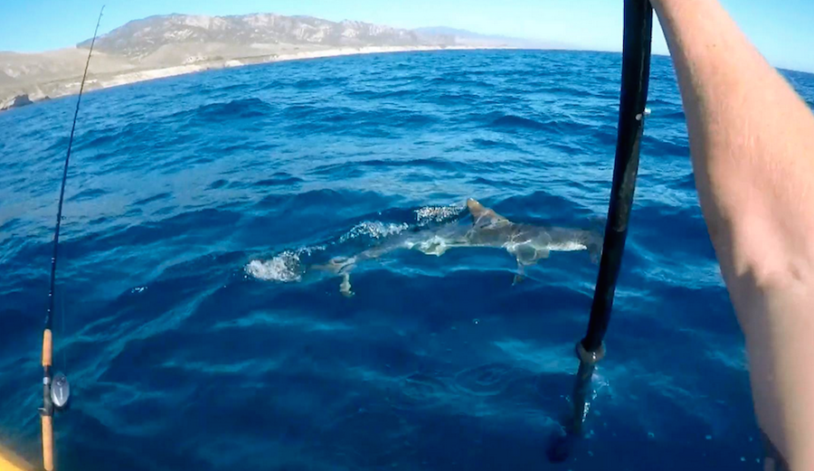 Watch: Kayaker Gets Pestered By a ‘Super Agressive’ Hammerhead | The ...