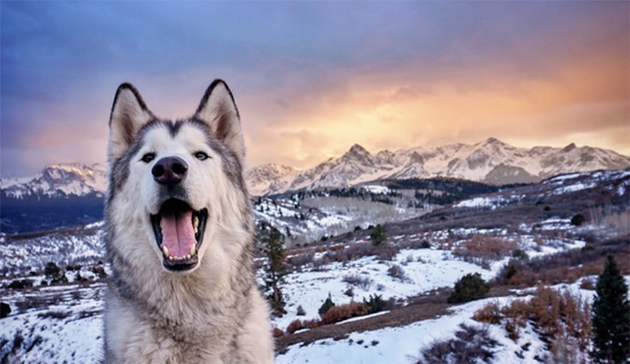 This Wolf Dog is the Happiest Wolf Dog | The Inertia