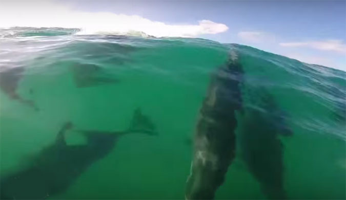 Amazing Video Shows Dolphins Surfing and Getting a Little Too Close for ...