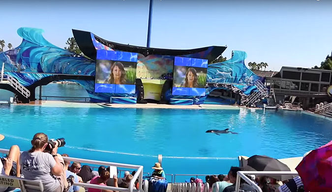 Killer Whale at SeaWorld is Depressed | The Inertia