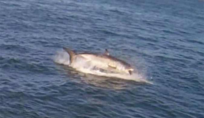 Security Camera Captures Shocking Great White Attack on Sea Lion in San ...