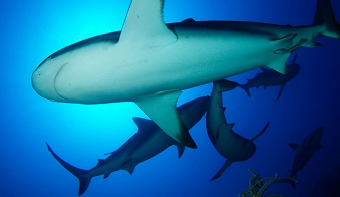 Cuba Just Implemented a Shark Protection Plan | The Inertia
