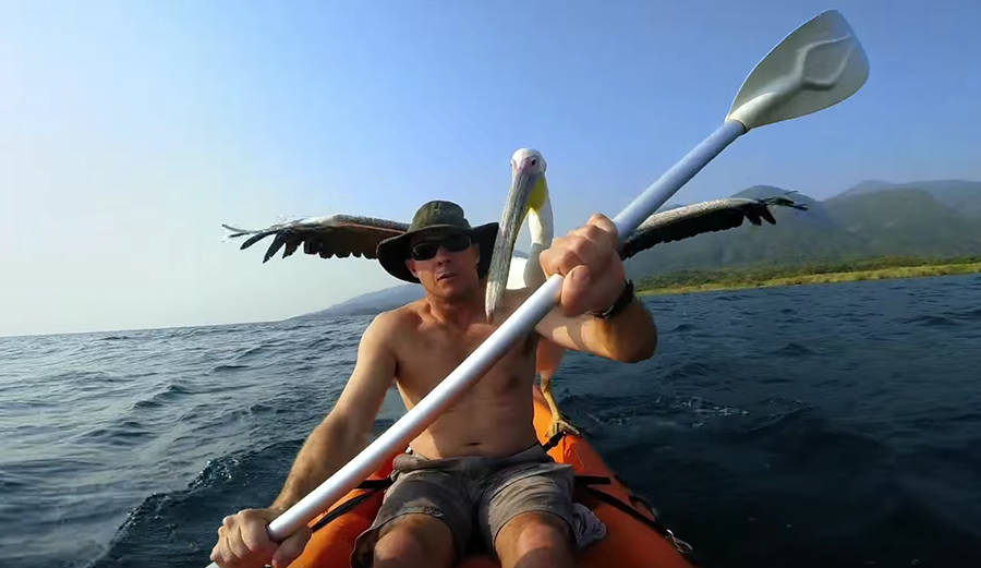 This Man Teaches a Loner Pelican How to Fish | The Inertia