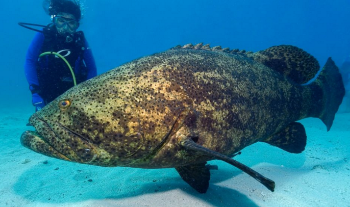 This Goliath Grouper Is a Real D*ckhead | The Inertia