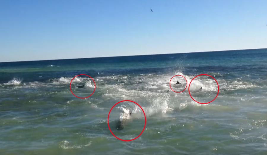 Watch this Shiver of Sharks Whip Up a Feeding Frenzy Inches from Shore ...