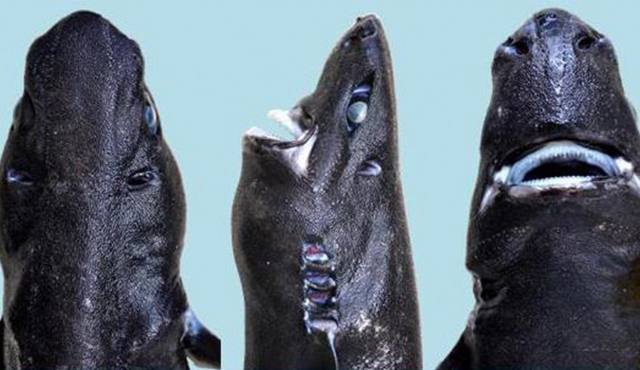 A New Species of Shark Has Been Discovered and it Has the Coolest Name ...