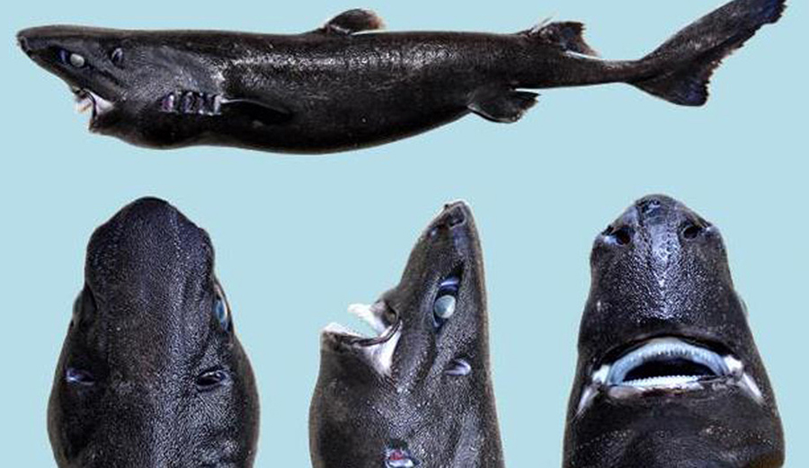 A New Species of Shark Has Been Discovered and it Has the Coolest Name ...