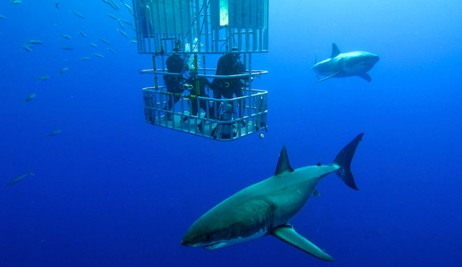 Chumming System Shows that Sharks Love Music | The Inertia