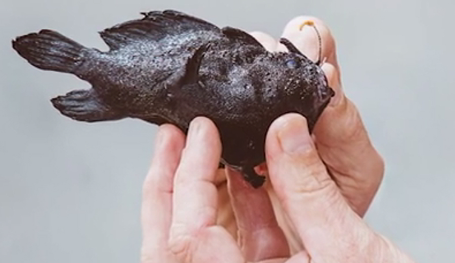 Apparently Fish Can Walk Now, as Proven By This New Species that Has ...