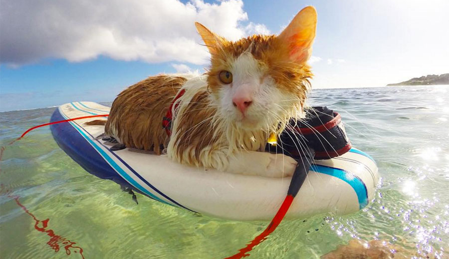 Watch This Amazing One-Eyed Cat Swim and Surf in Hawaii | The Inertia