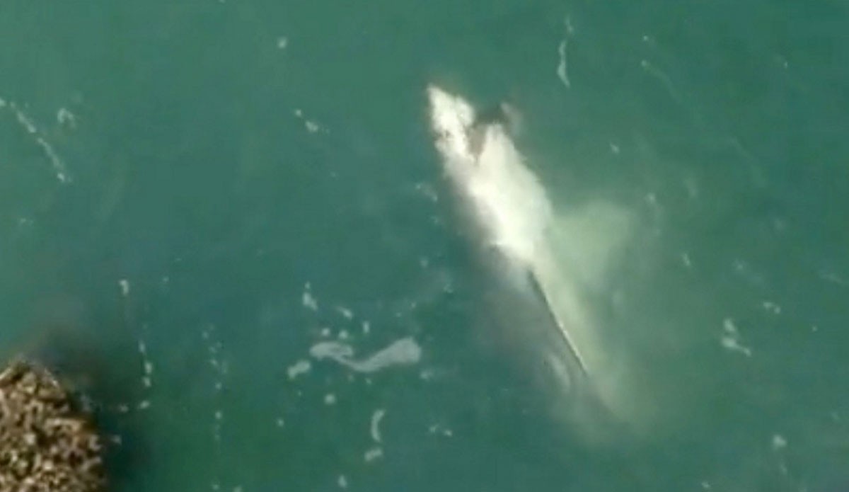 Fisherman Hooks Great White Shark While Fishing Off San Clemente Pier ...