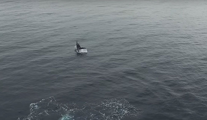 Drone Wants Better View of Humpback | The Inertia