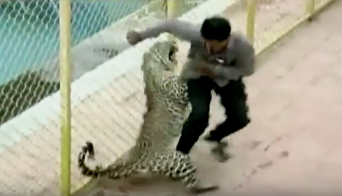 Pissed Off Leopard Breaks into School in Indian Village, Causes ...