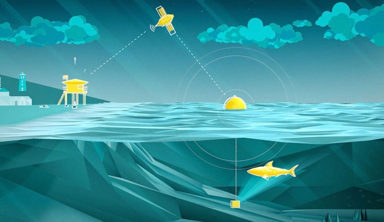 The Clever Buoy: Best Shark Attack Solution? | The Inertia